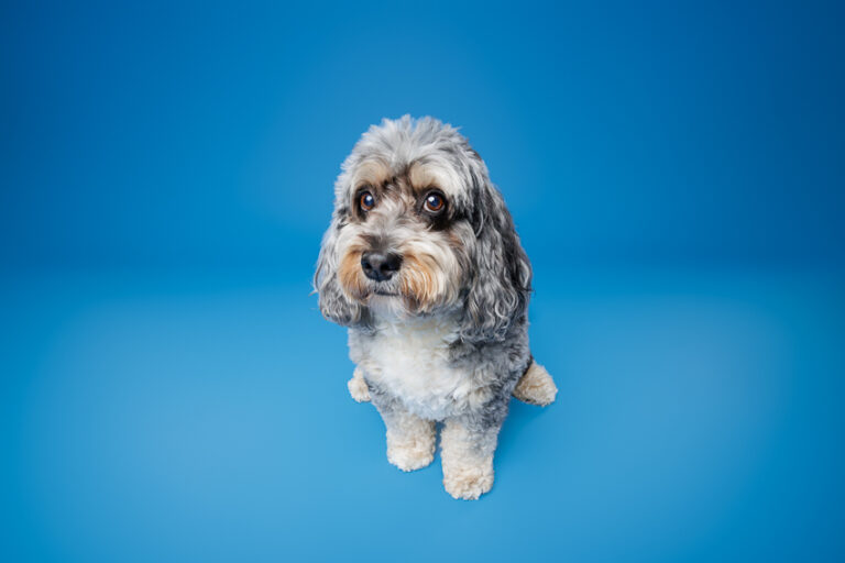 Puppy Portraits Orlando Photographer