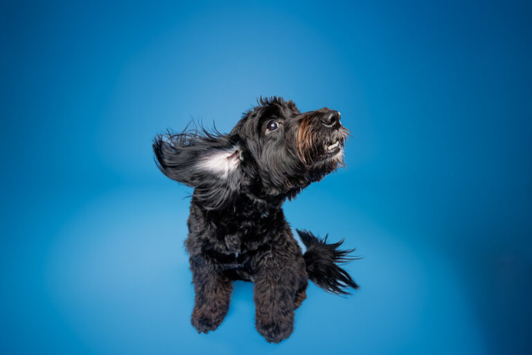 Puppy Portraits Orlando Photographer